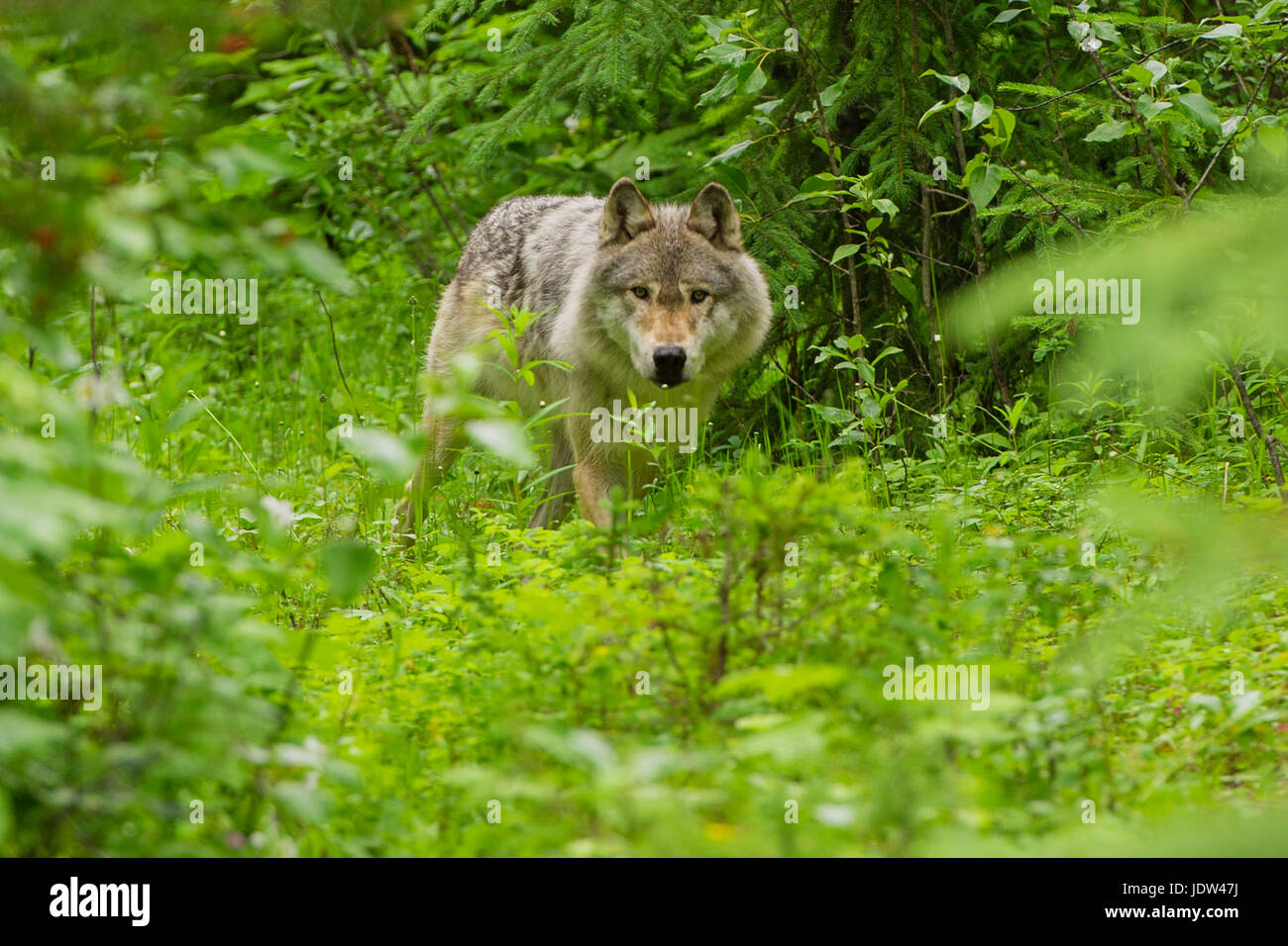 British columbia wolf hi-res stock photography and images - Alamy