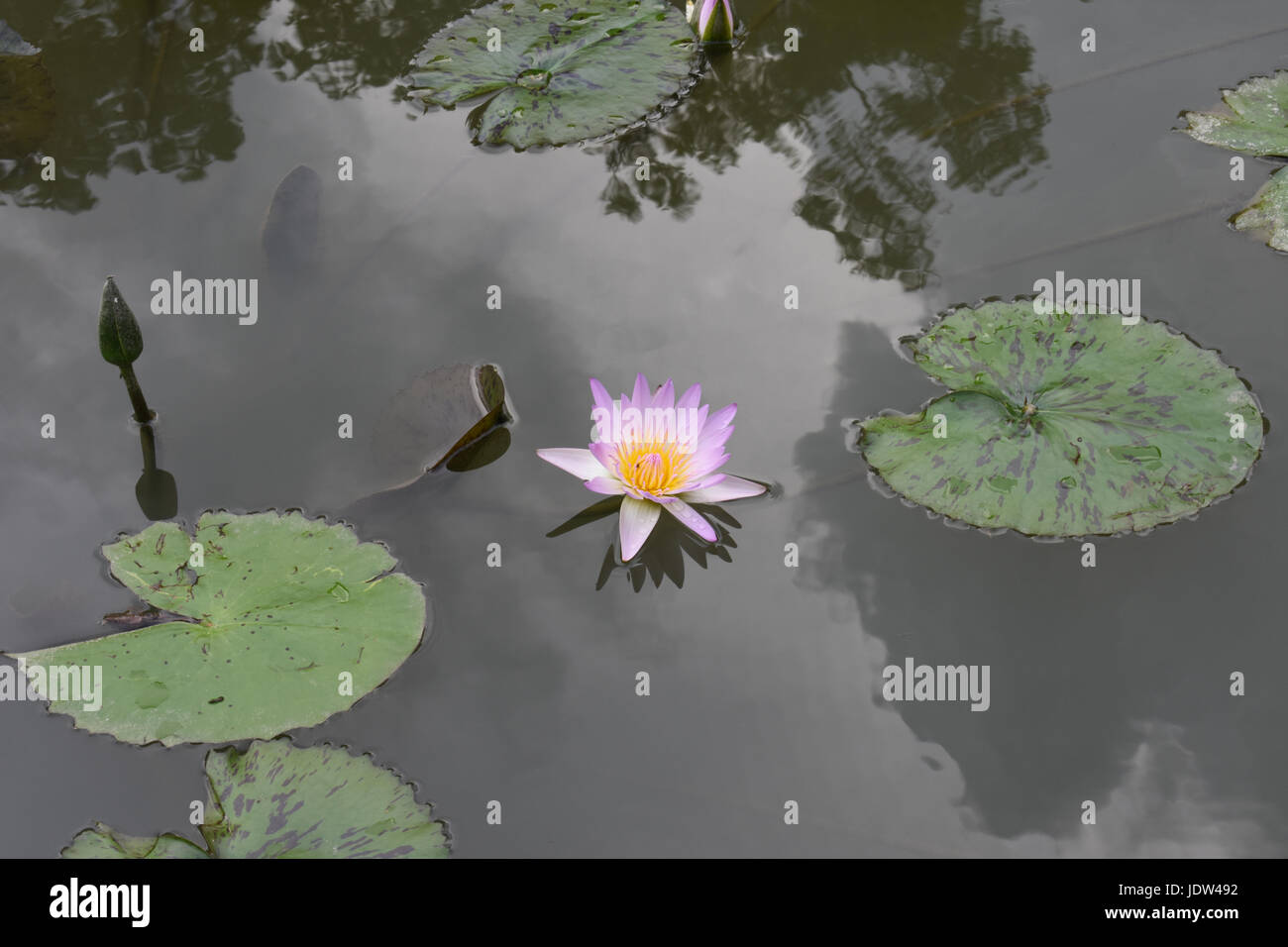 One lotus flower on a lake with a few leaves around Stock Photo - Alamy