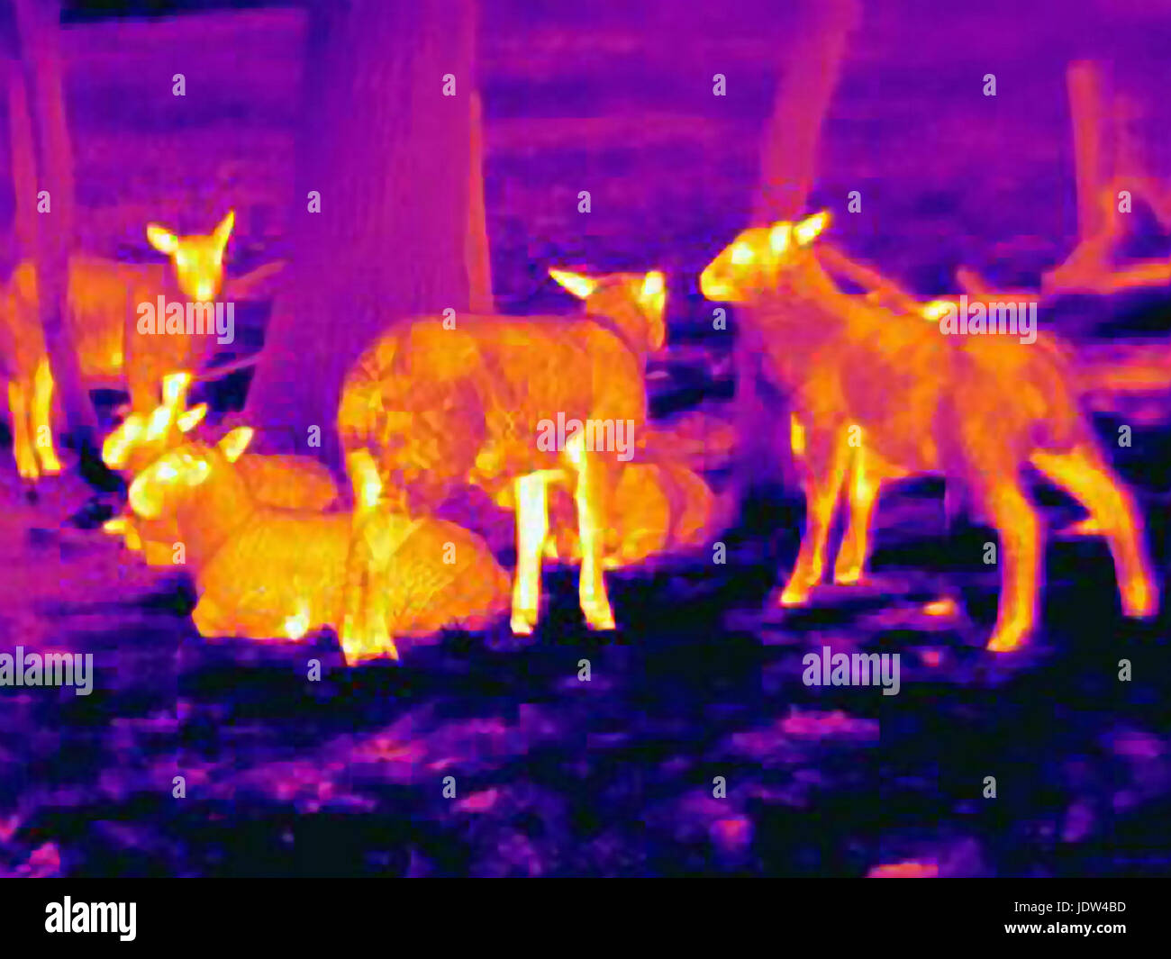 Thermal image of sheep showing thermal protection of their wool to heat ...