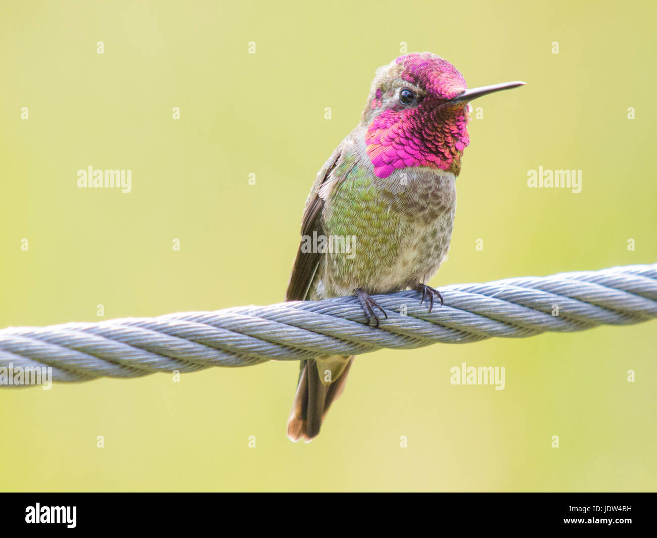 Anna's hummingbird (Calypte anna), male, San Francisco, California, USA ...