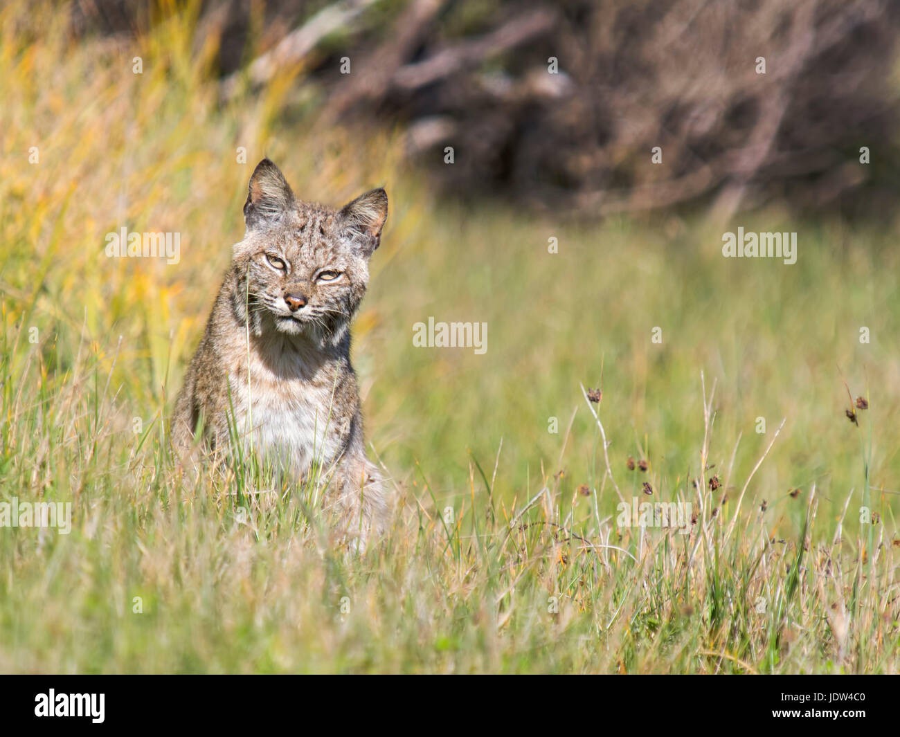 Bobcat california hi-res stock photography and images - Alamy