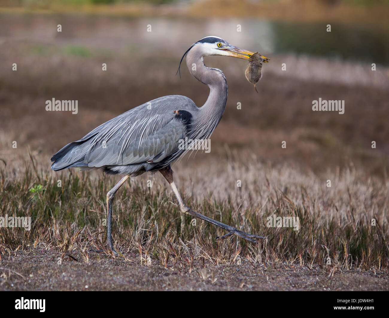 Great blue heron, Ardea herodias with Pocket Gopher in beak Stock Photo ...
