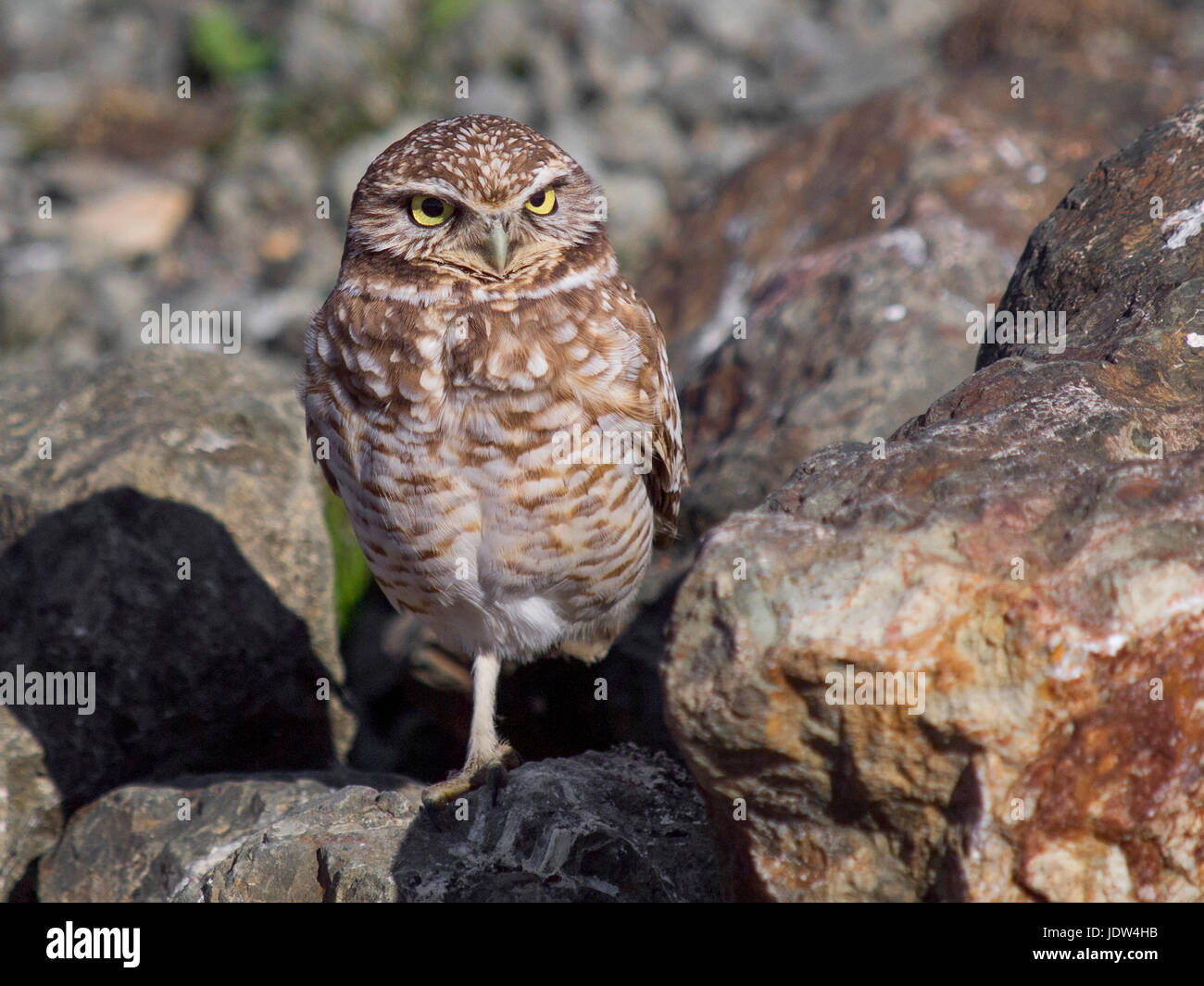 Western burrowing owl, Athene cunicularia hypugaea Stock Photo - Alamy