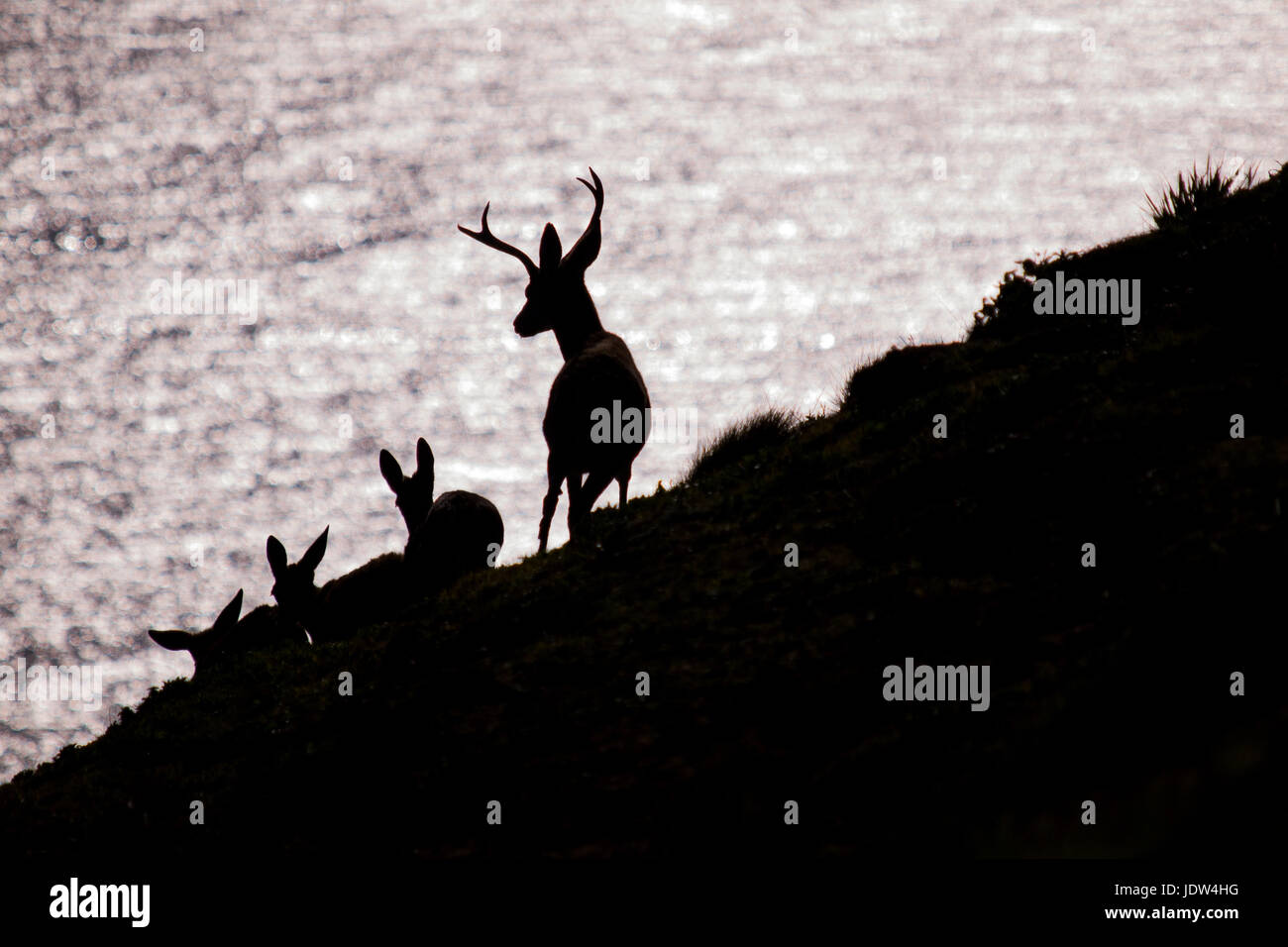 Odocoileus hemionus columbianus hi-res stock photography and images - Alamy