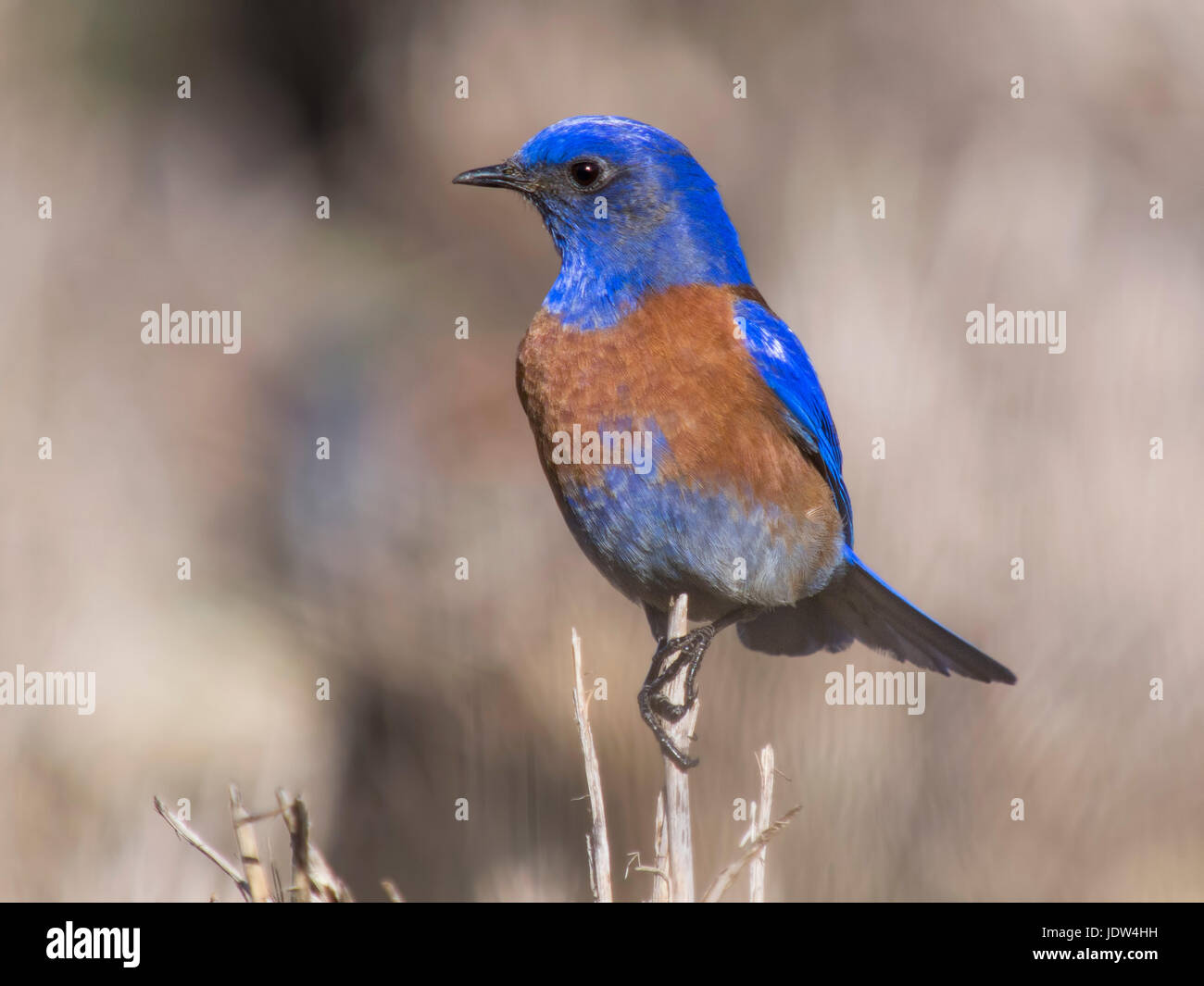 Western bluebird, Sialia mexicana Stock Photo - Alamy