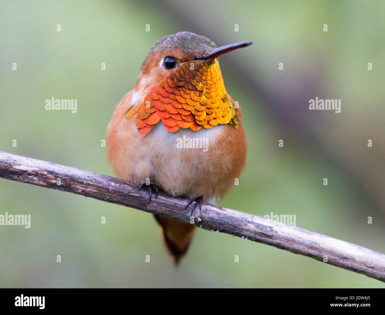 Allen's Hummingbird, Selasphorus sasin Stock Photo - Alamy