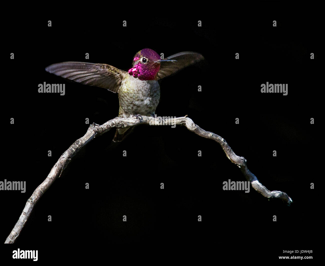 North american hummingbird species hi-res stock photography and images ...
