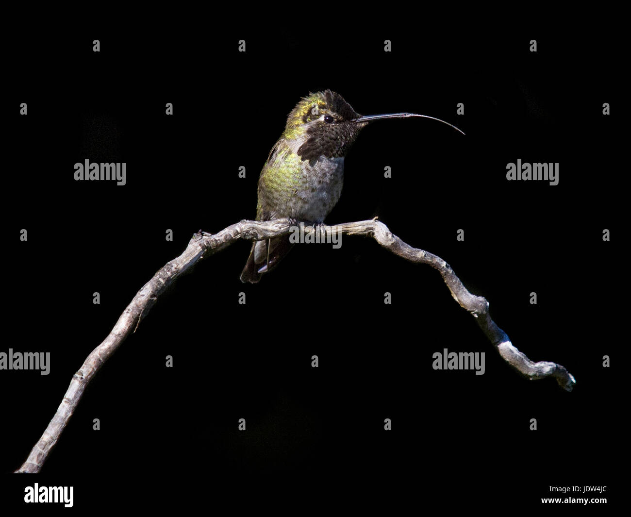 Annas hummingbird calypte anna hi-res stock photography and images - Alamy