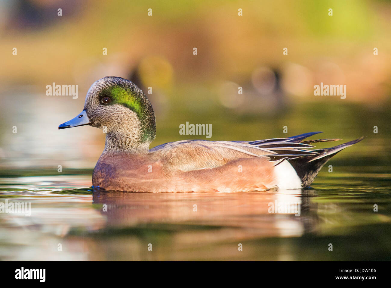 American wigeon, Anas americana, male, drake Stock Photo - Alamy