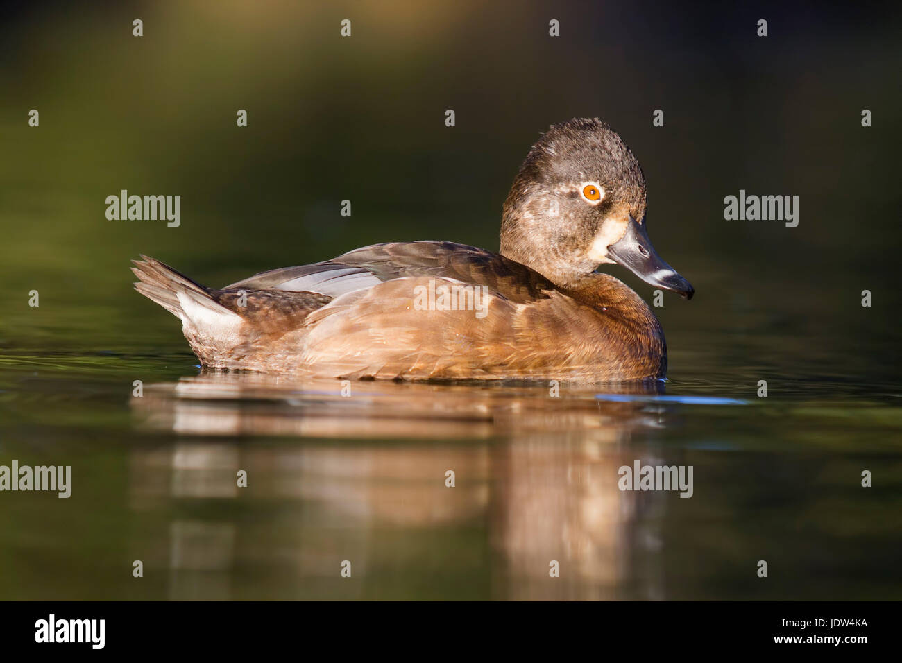 Female ring necked duck hi-res stock photography and images - Alamy