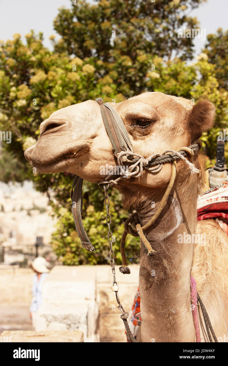 Camel in Jerusalem, Israel Stock Photo - Alamy