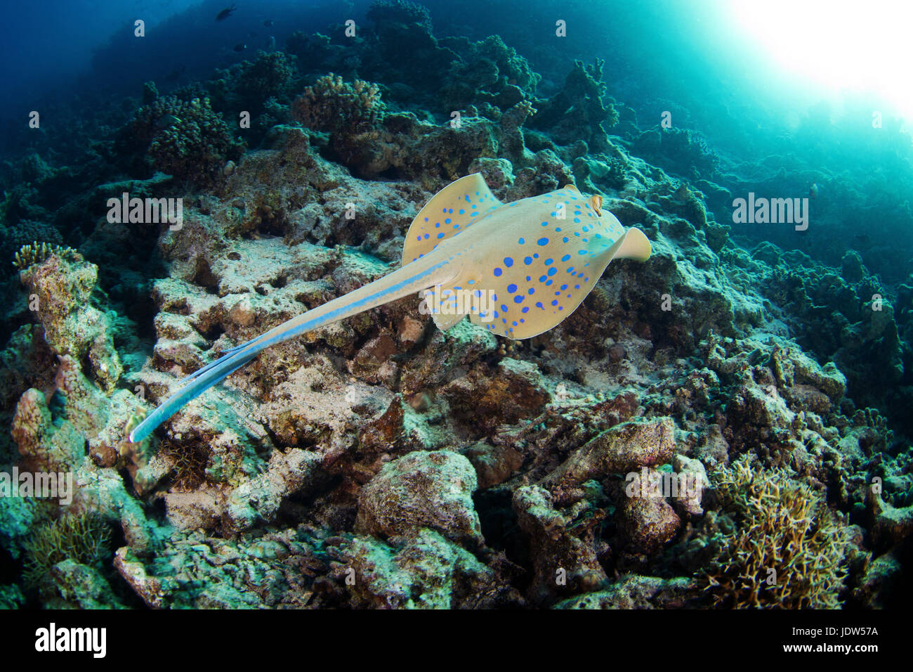 Bluespotted ribbontail ray taeniura lymma hi-res stock photography and ...