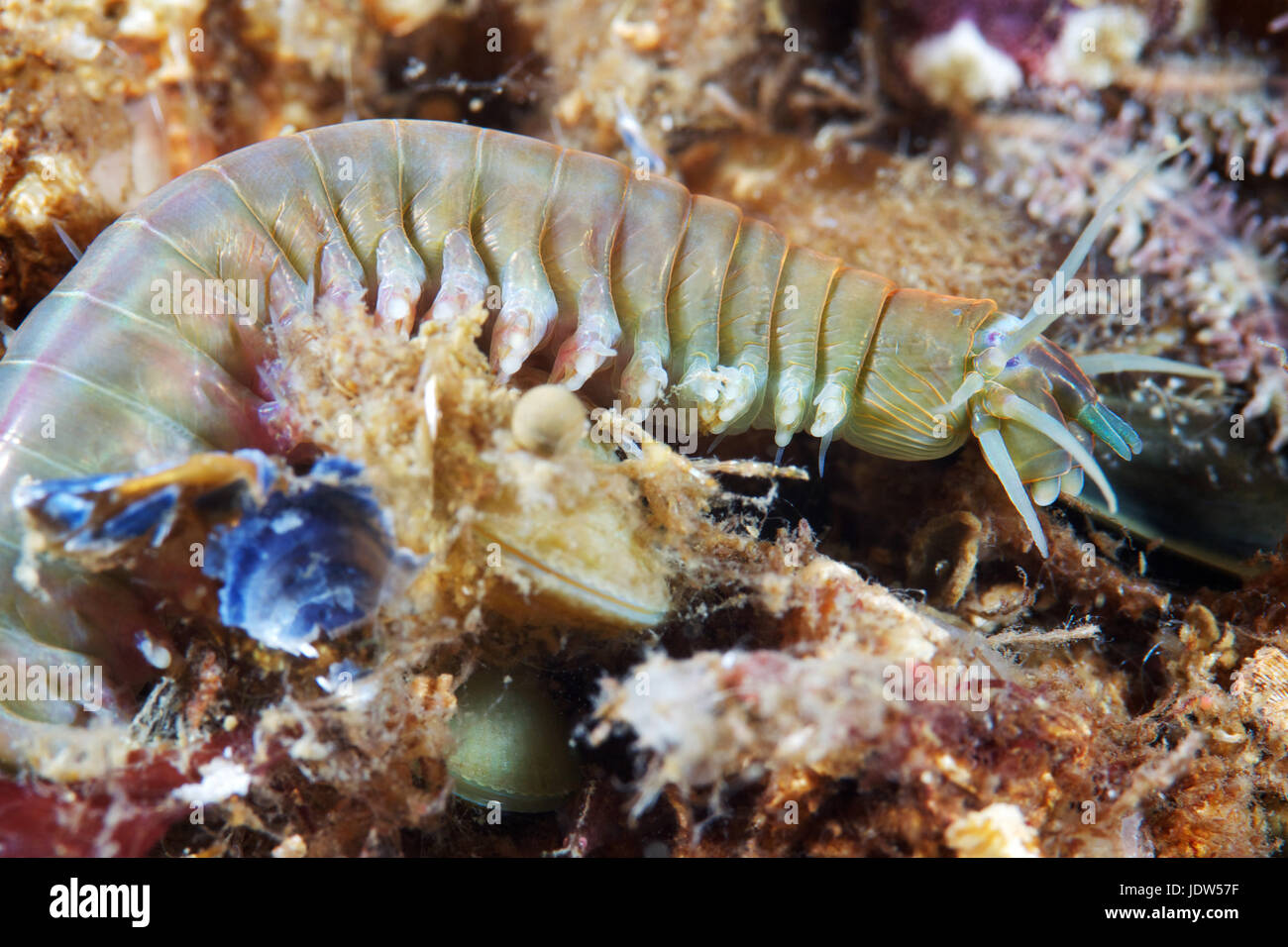 Sandworm hi-res stock photography and images - Alamy