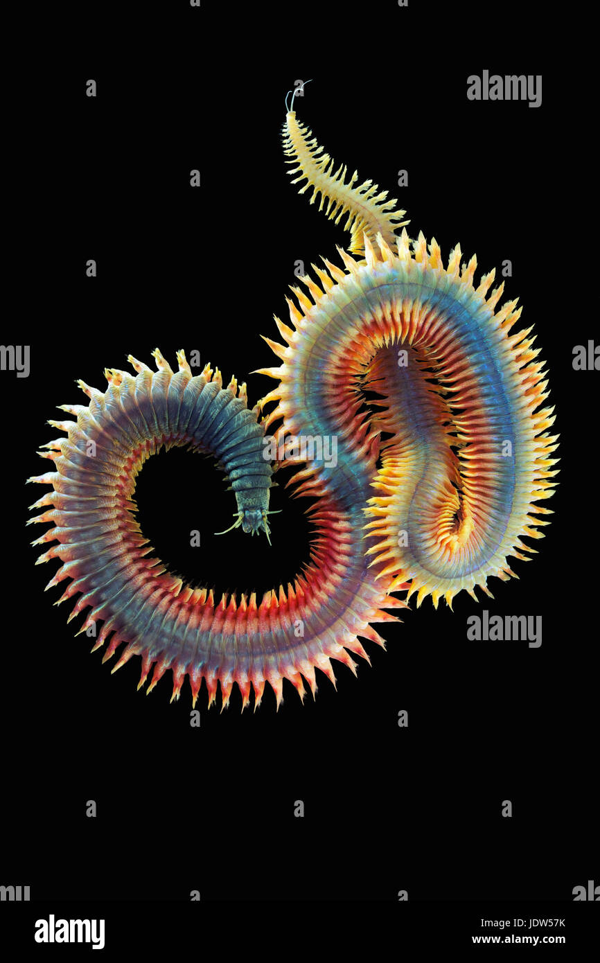 Sandworm, Alitta virens Stock Photo - Alamy