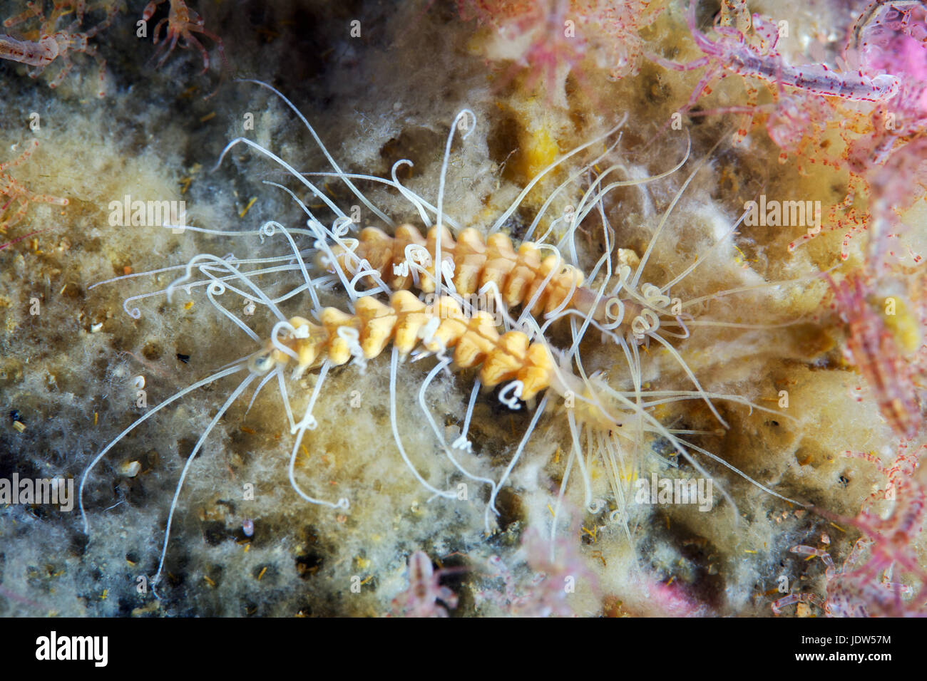 Annelid Worms Stock Photos & Annelid Worms Stock Images - Alamy