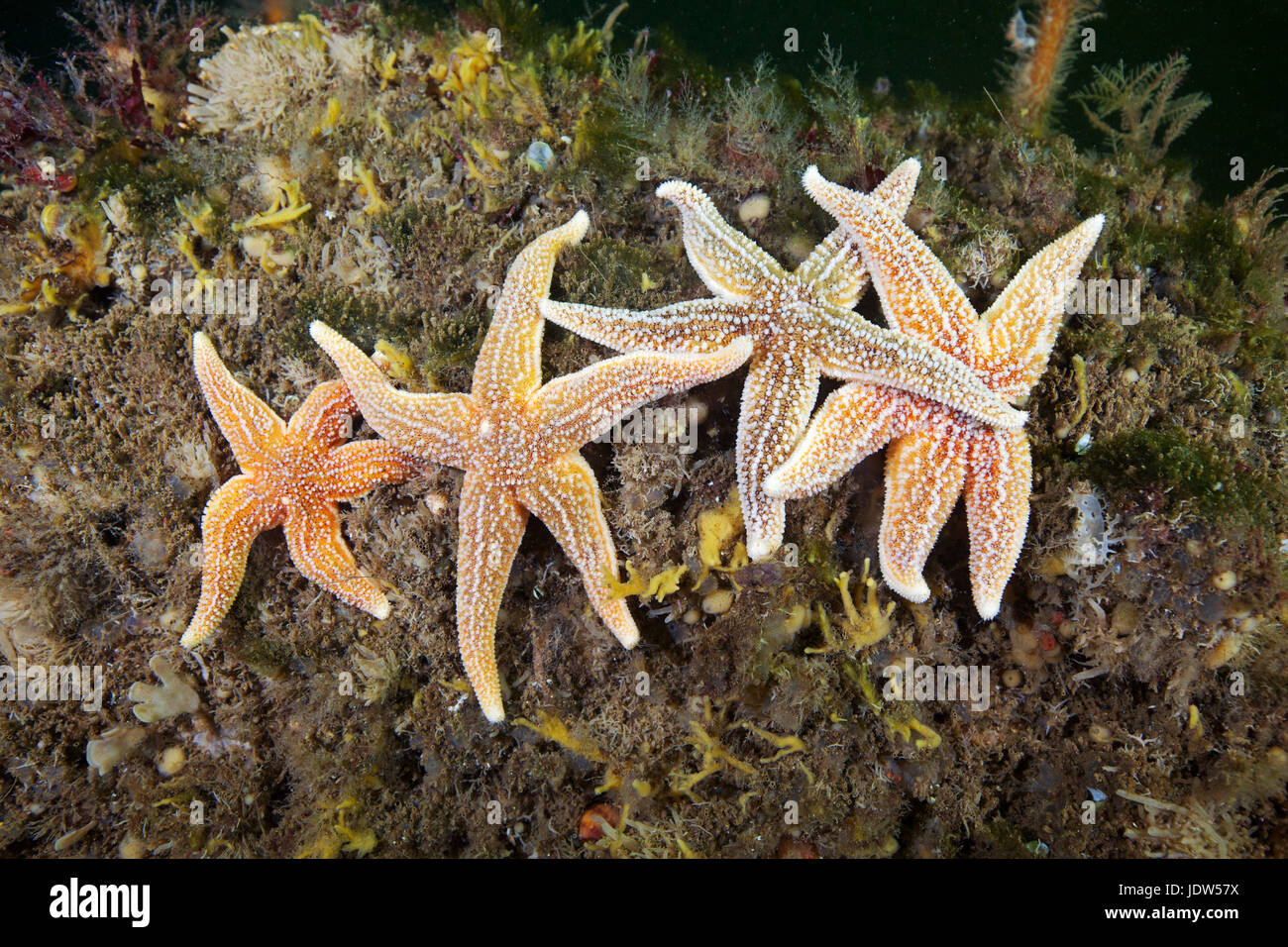 Common starfish hi-res stock photography and images - Alamy