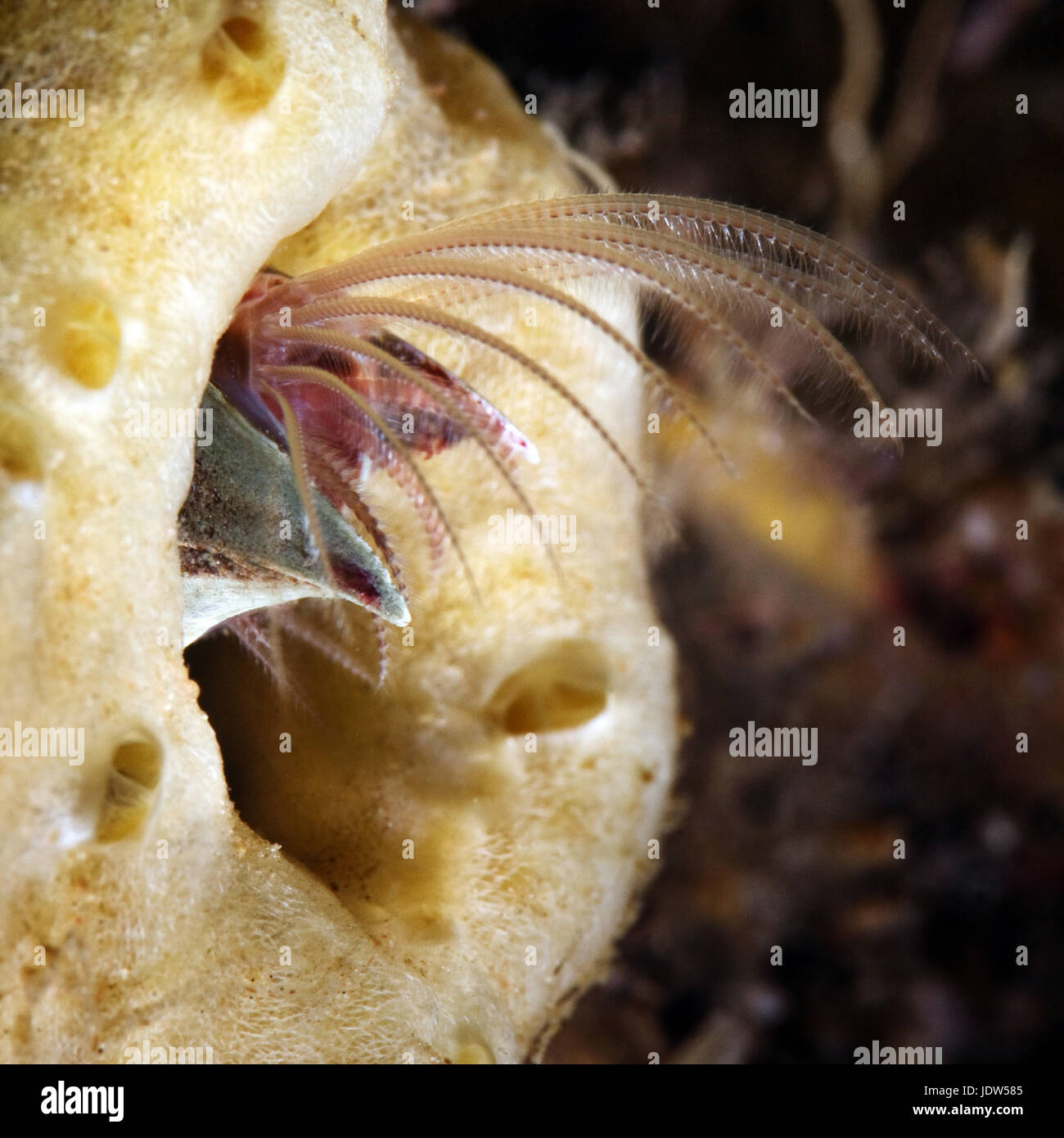 Barnacle point hi-res stock photography and images - Alamy