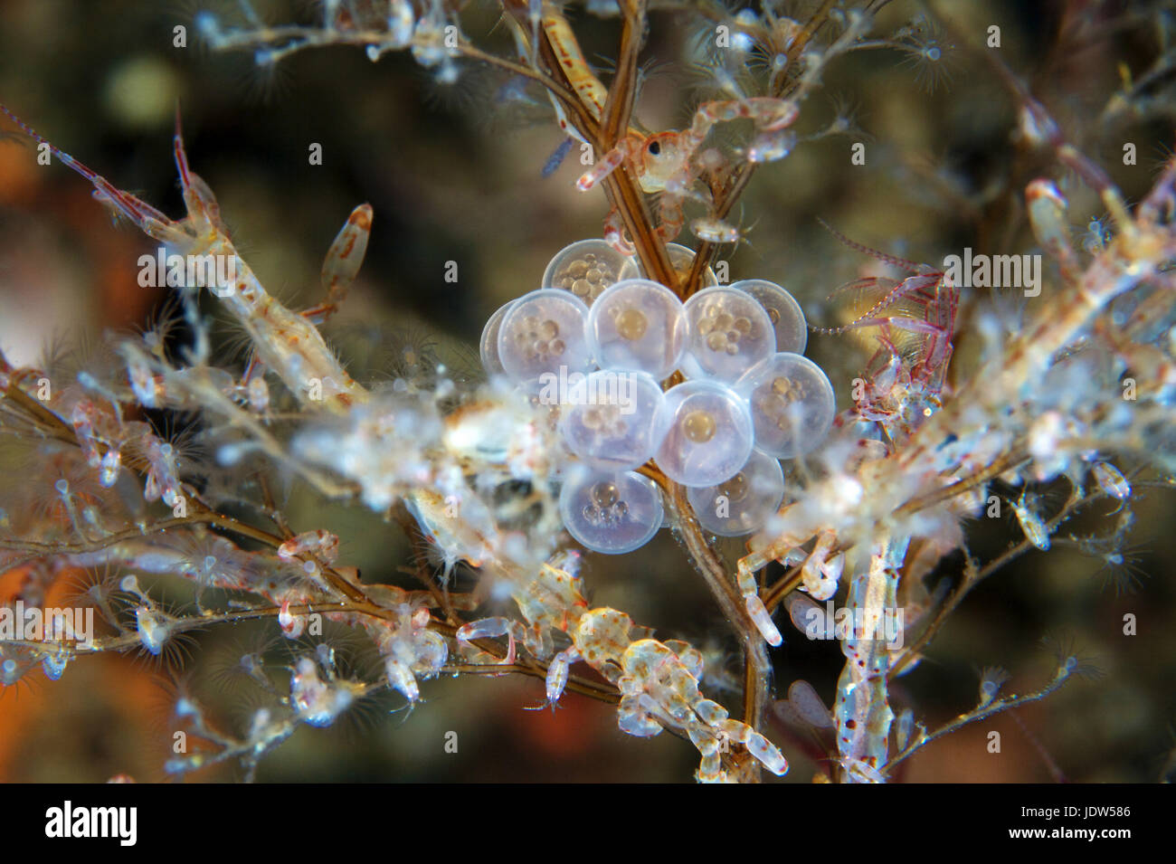 Clupea Pallasii High Resolution Stock Photography and Images - Alamy