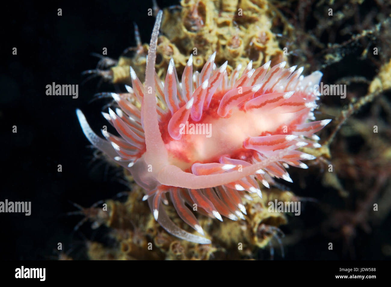 Coryphella polaris sea slug Stock Photo - Alamy
