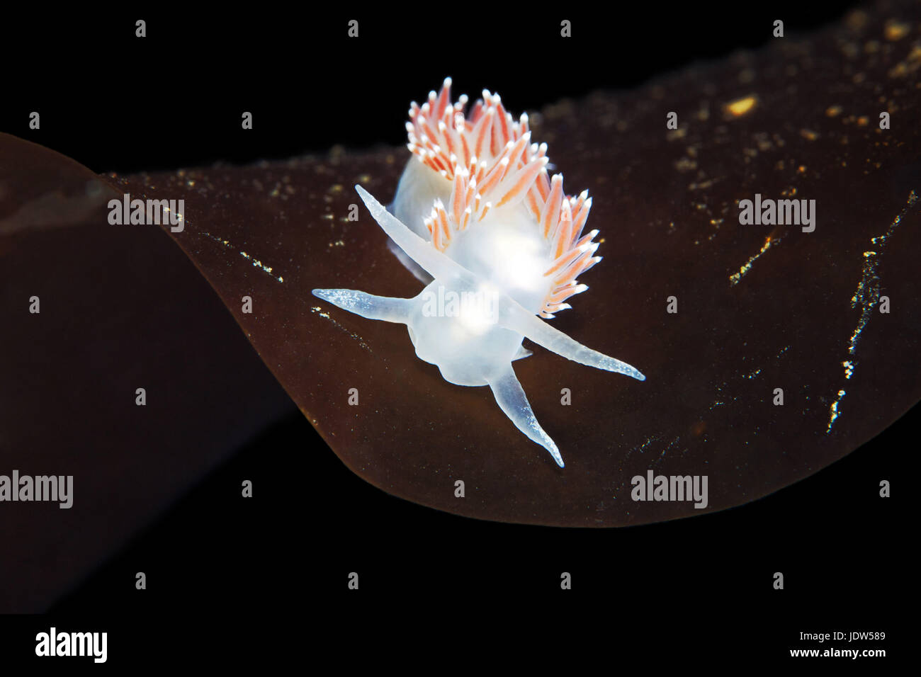 Coryphella nudibranch hi-res stock photography and images - Alamy