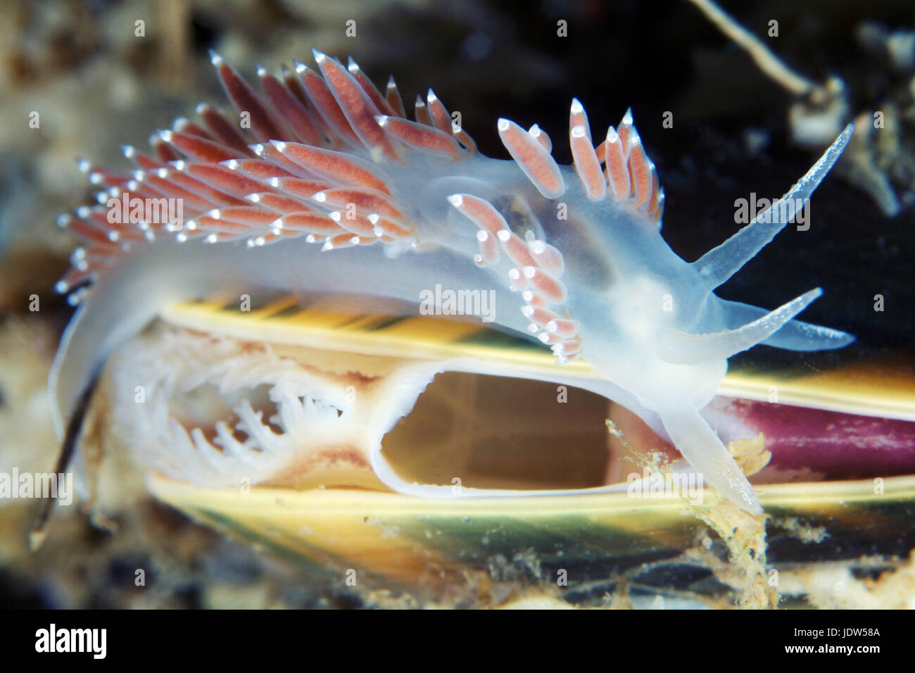 White transparent slug hi-res stock photography and images - Alamy