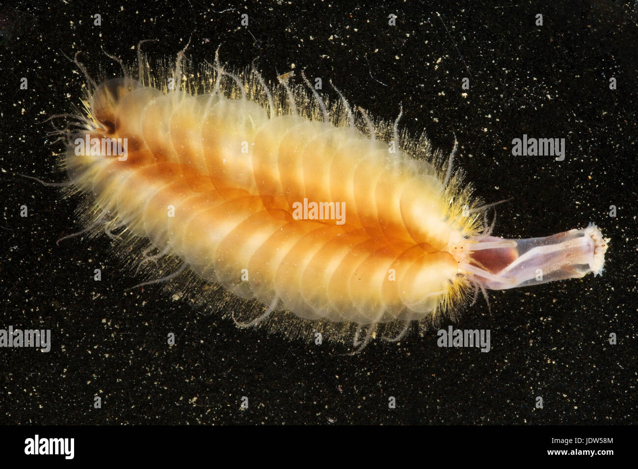 Deepwater polynoid hi-res stock photography and images - Alamy
