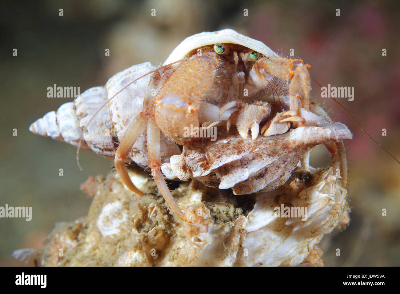 Pagurus pubescens hi-res stock photography and images - Alamy