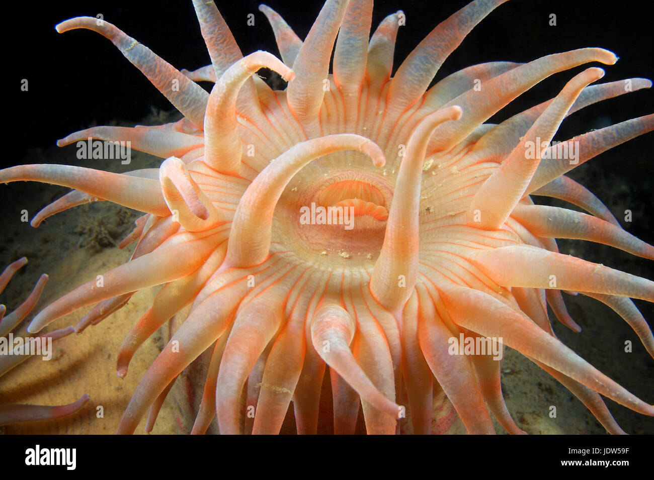 Stomphia coccinea sea anemone Stock Photo - Alamy