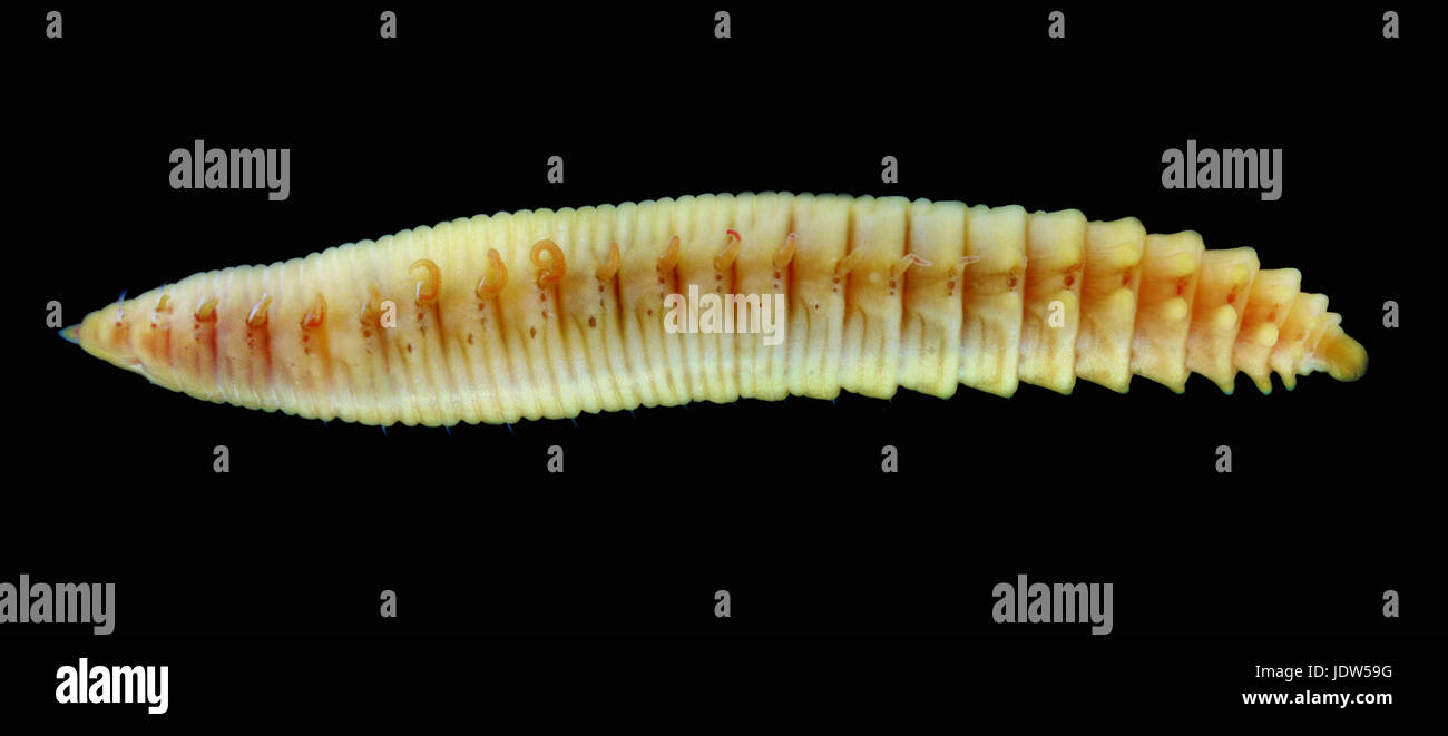 Annelid hi-res stock photography and images - Alamy