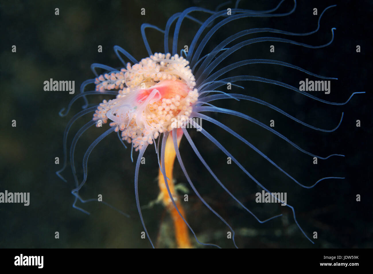 Tubularia hydroid hi-res stock photography and images - Alamy