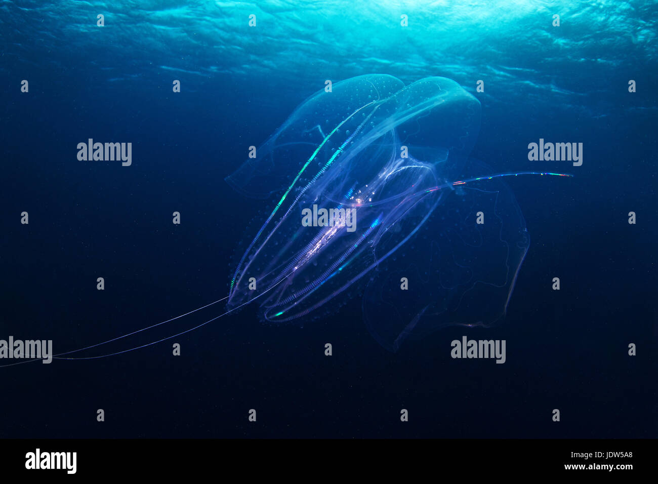 Leucothea hi-res stock photography and images - Alamy