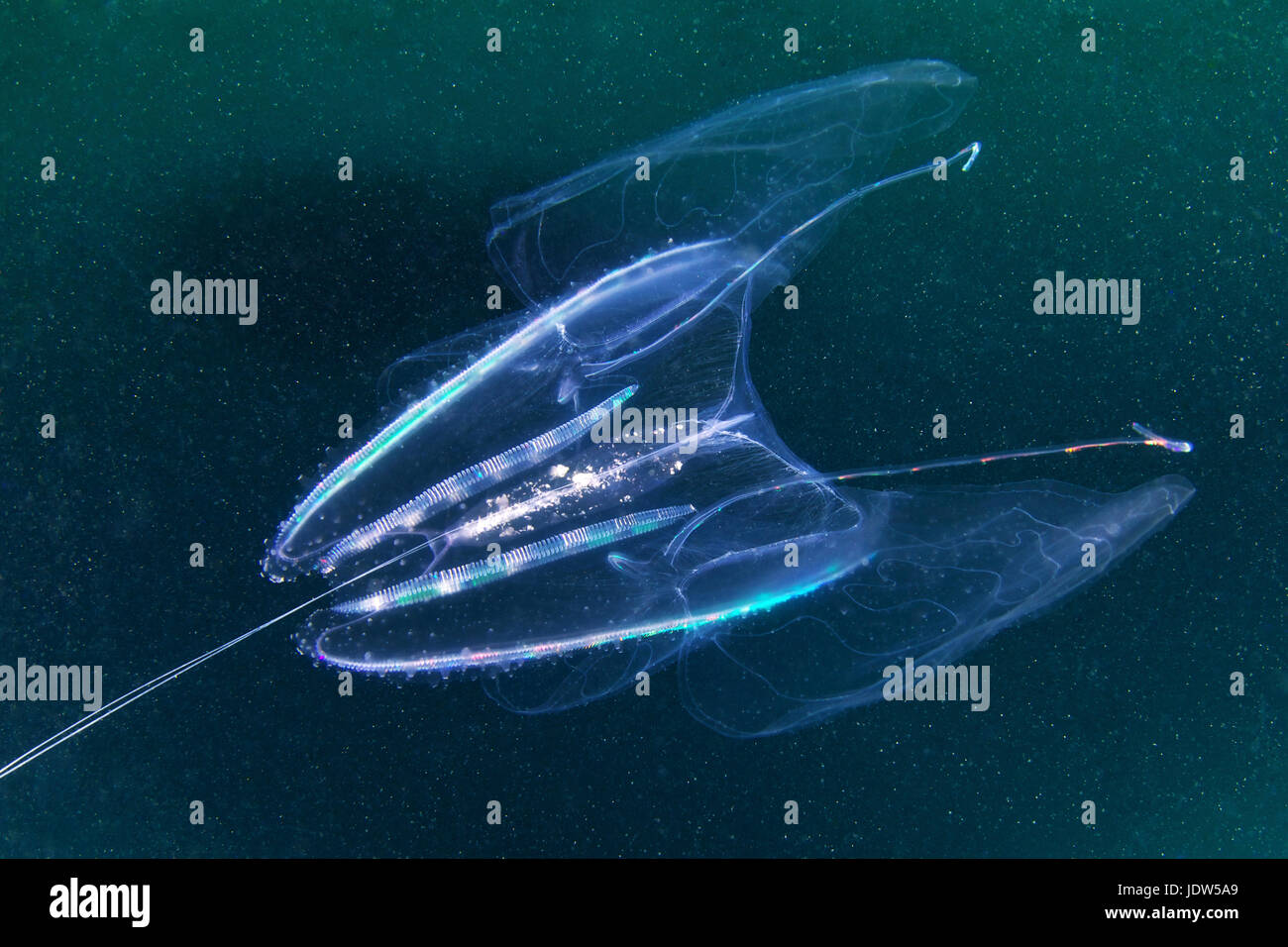 Leucothea hi-res stock photography and images - Alamy