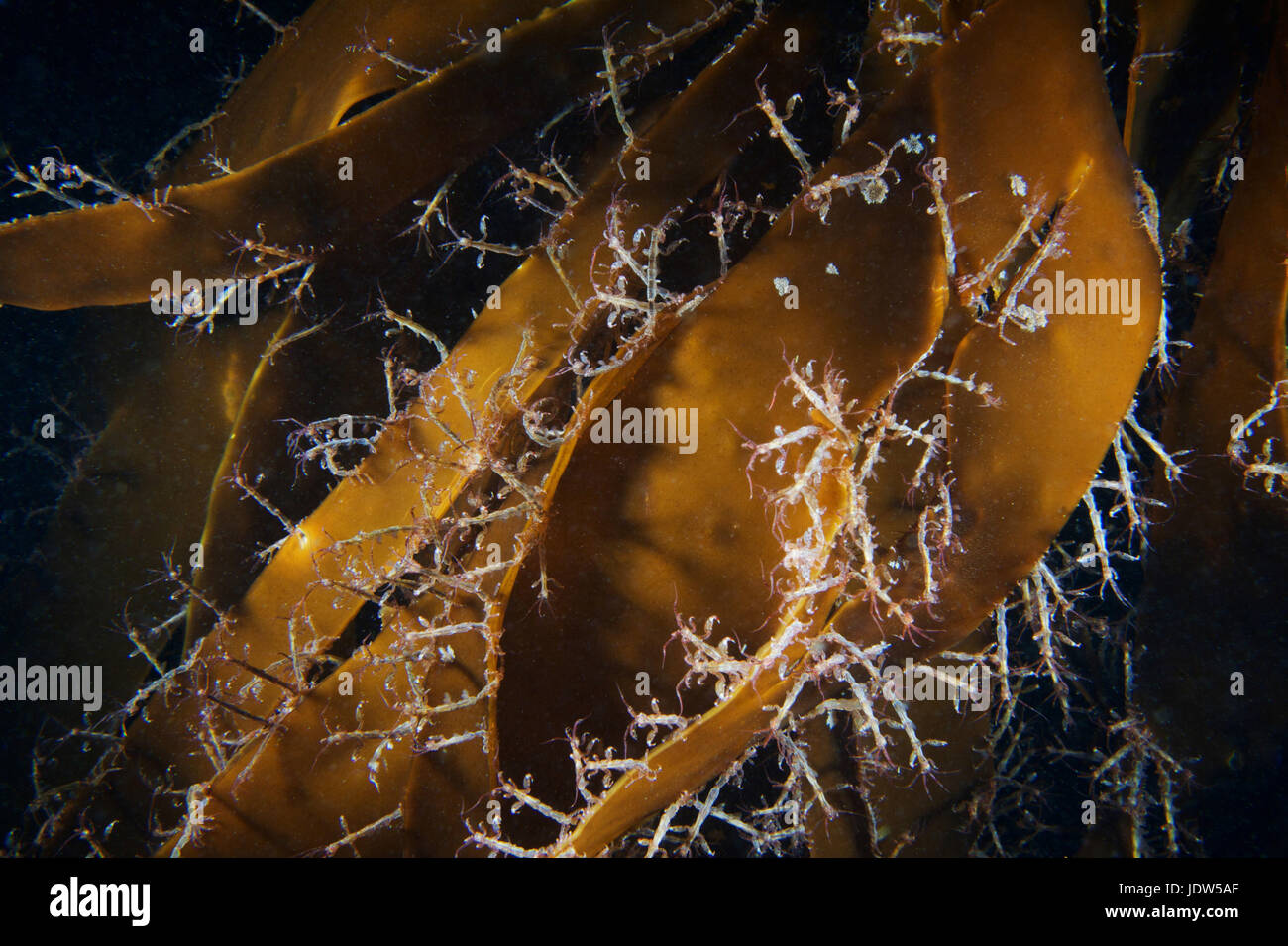 Caprella hi-res stock photography and images - Alamy