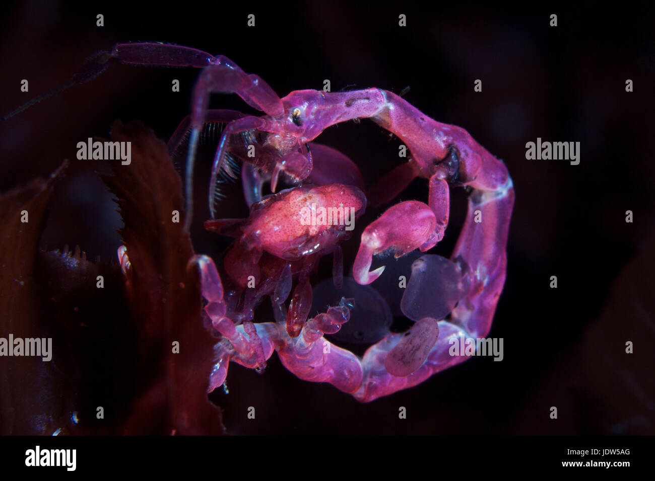 Caprella septentrionalis hi-res stock photography and images - Alamy