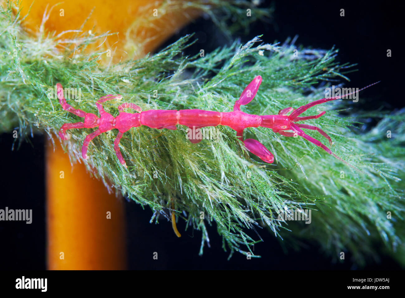 Caprella hi-res stock photography and images - Alamy