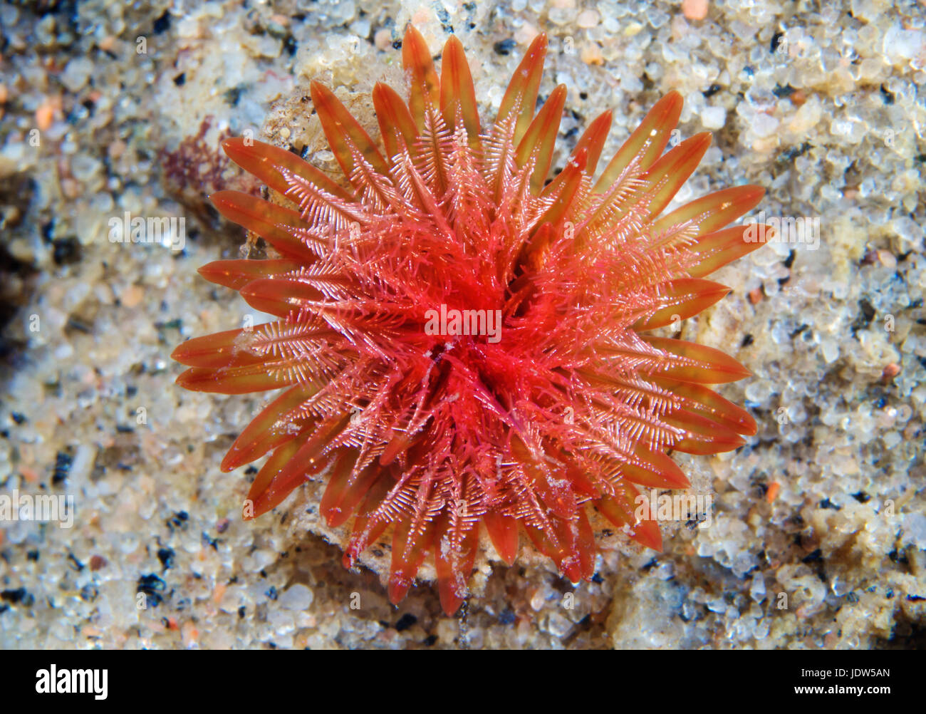 Chone hi-res stock photography and images - Alamy