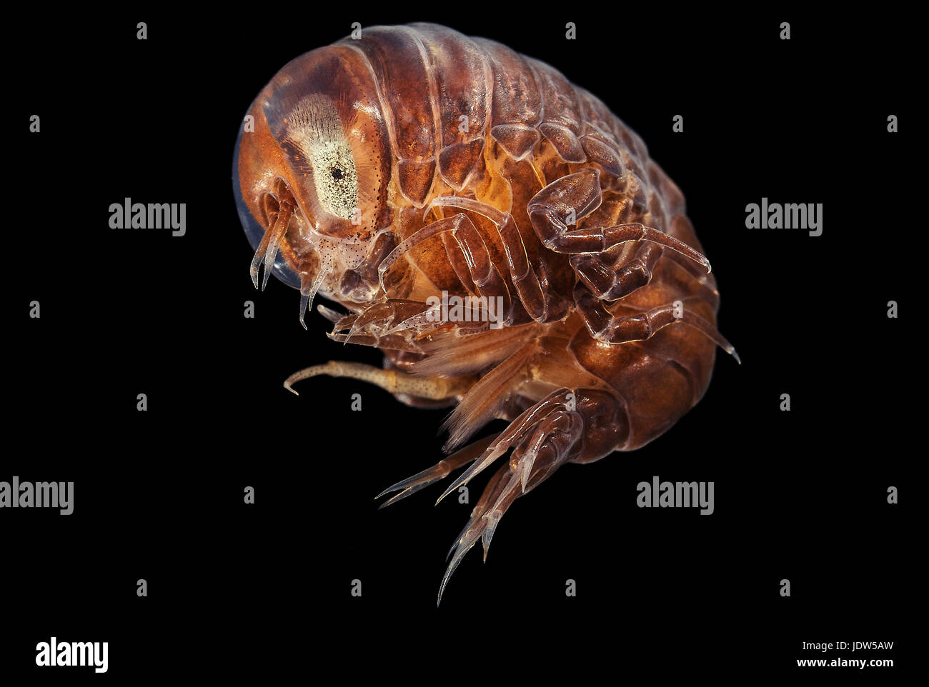 Hyperiidae High Resolution Stock Photography and Images - Alamy