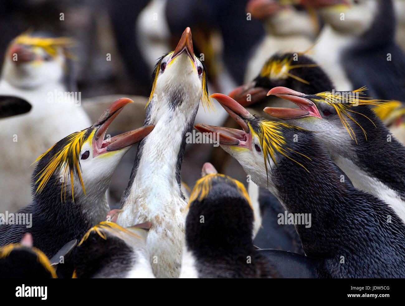 Royal Penguins, Macquarie Island, Southern Ocean Stock Photo - Alamy