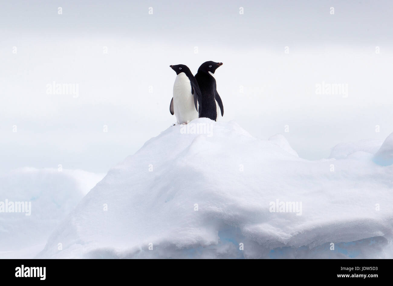Penguin support on the ice hi-res stock photography and images - Alamy