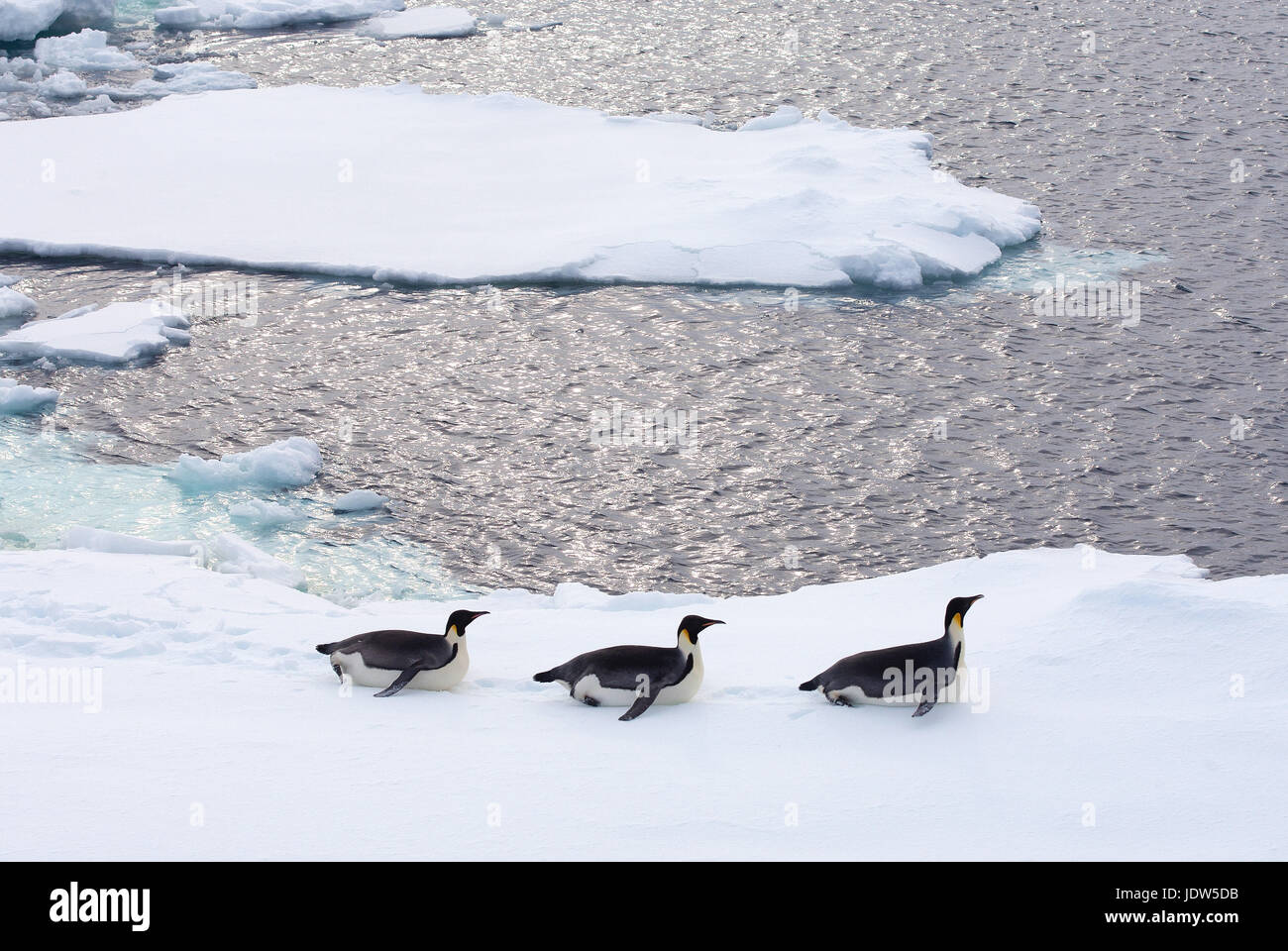 Emperor penguins hi-res stock photography and images - Alamy