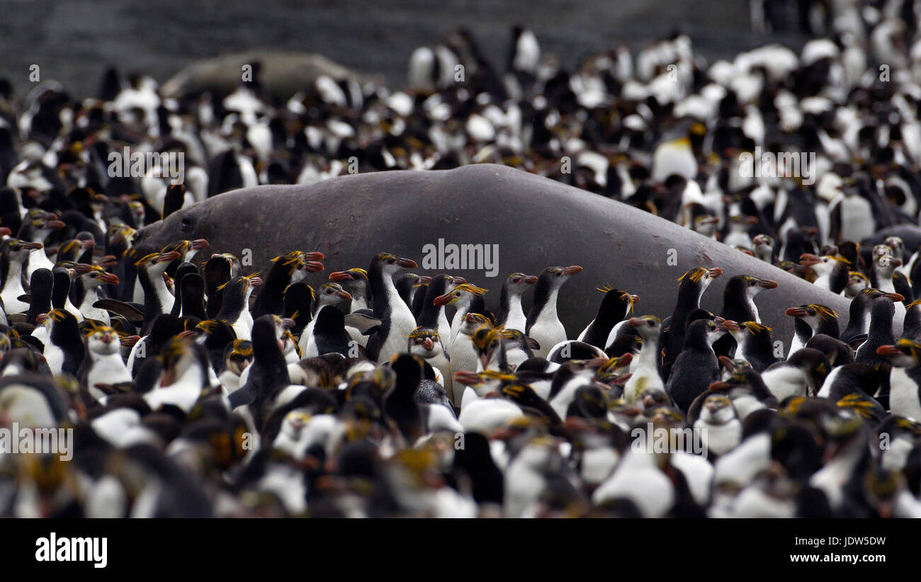 Stand Out In A Crowd Animals