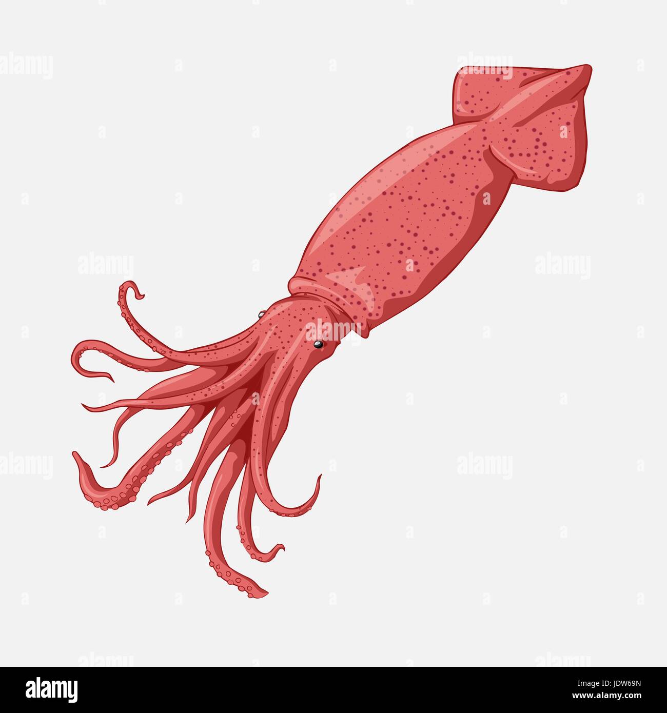 Vector Squid cartoon marine illustration Stock Vector Art ...