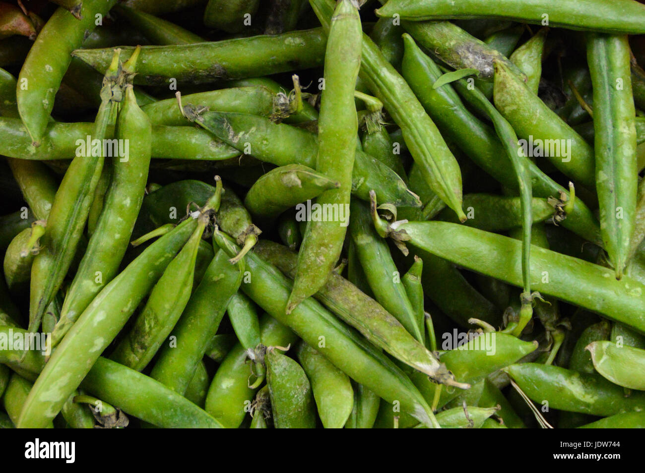 Close up photo of green bean pods Stock Photo - Alamy