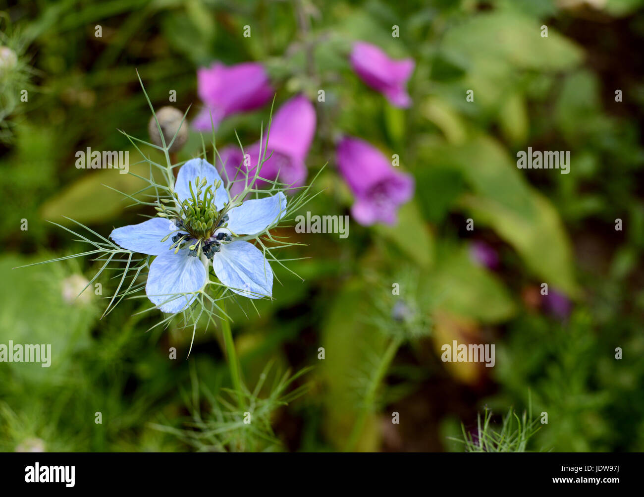 Pale blue nigella - love-in-a-mist - flower growing in a full flower ...