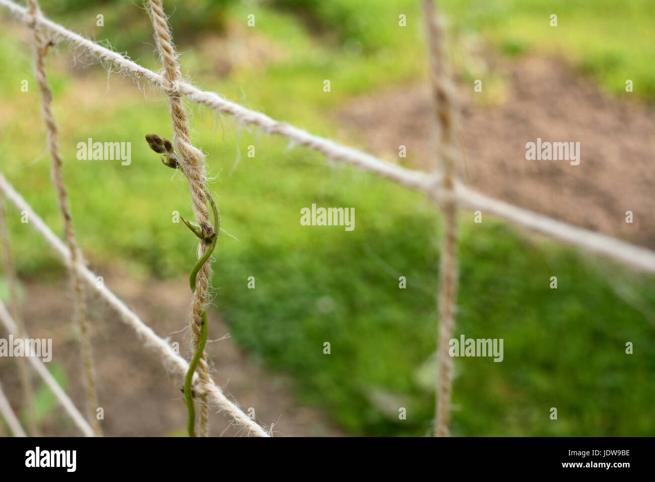 Tender runner bean plant tendril curls upward around twine netting in ...