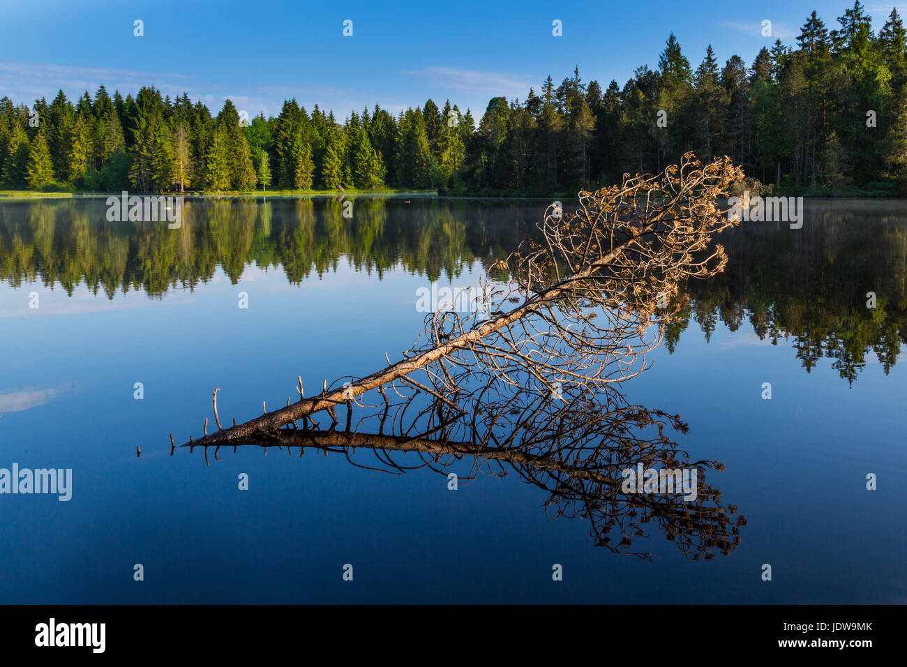 fallen tree, forest and blue sky reflected on water surface of lake ...