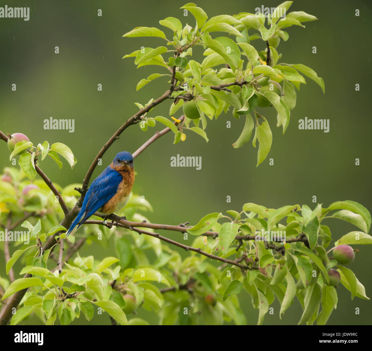 The Eastern Bluebird Stock Photo - Alamy