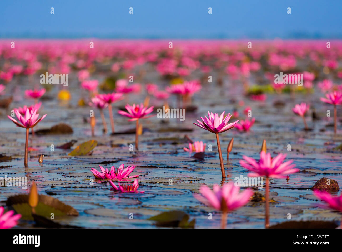 Beautiful Red Lotus Sea Kumphawapi full of pink flowers in Udon Thani ...