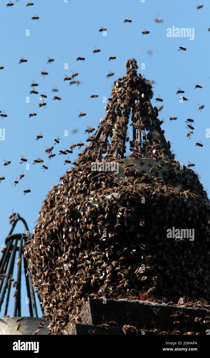 Irish bees hi-res stock photography and images - Alamy