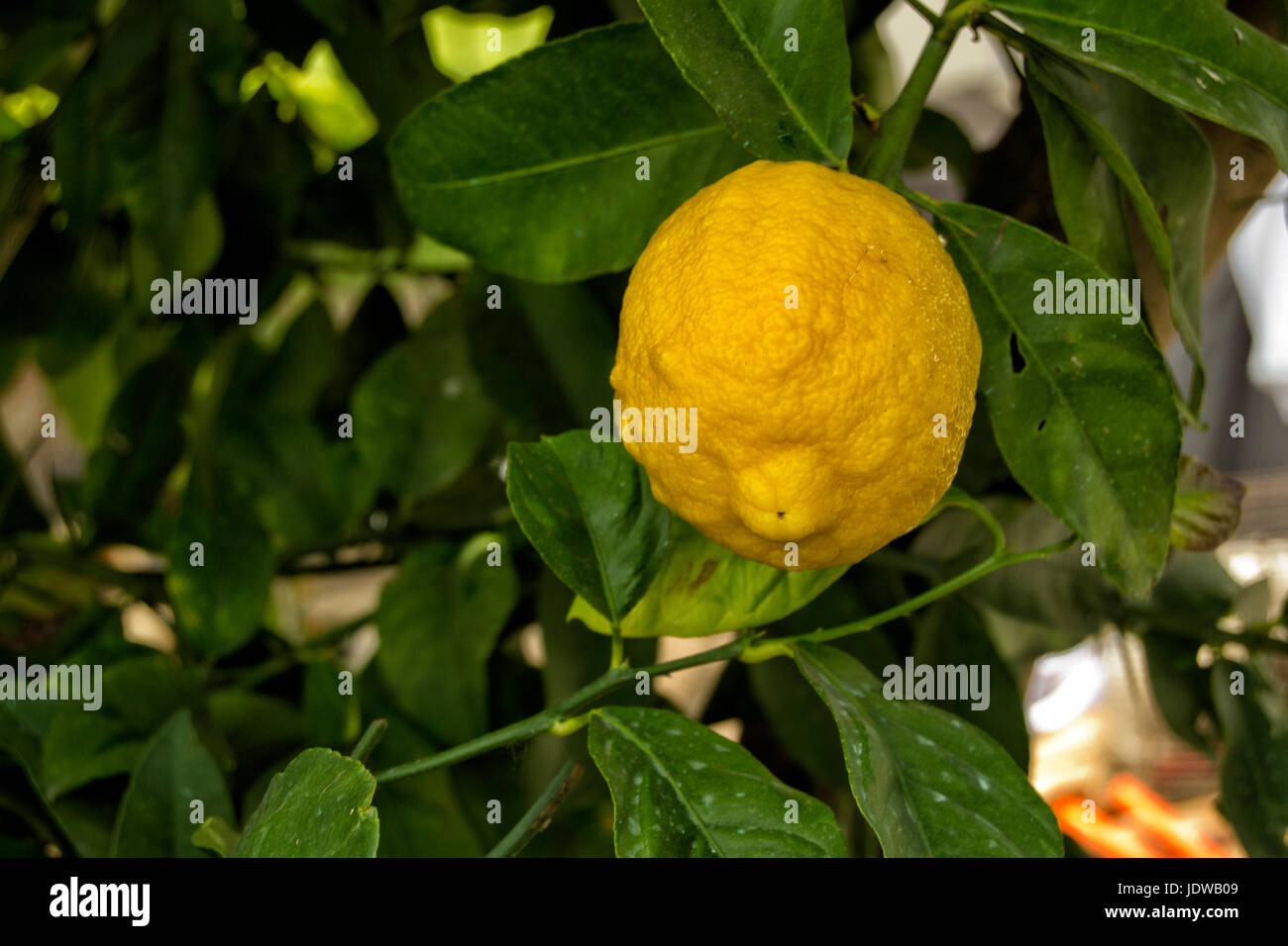 Lemon tree with yellow lemon an green leaves Stock Photo - Alamy